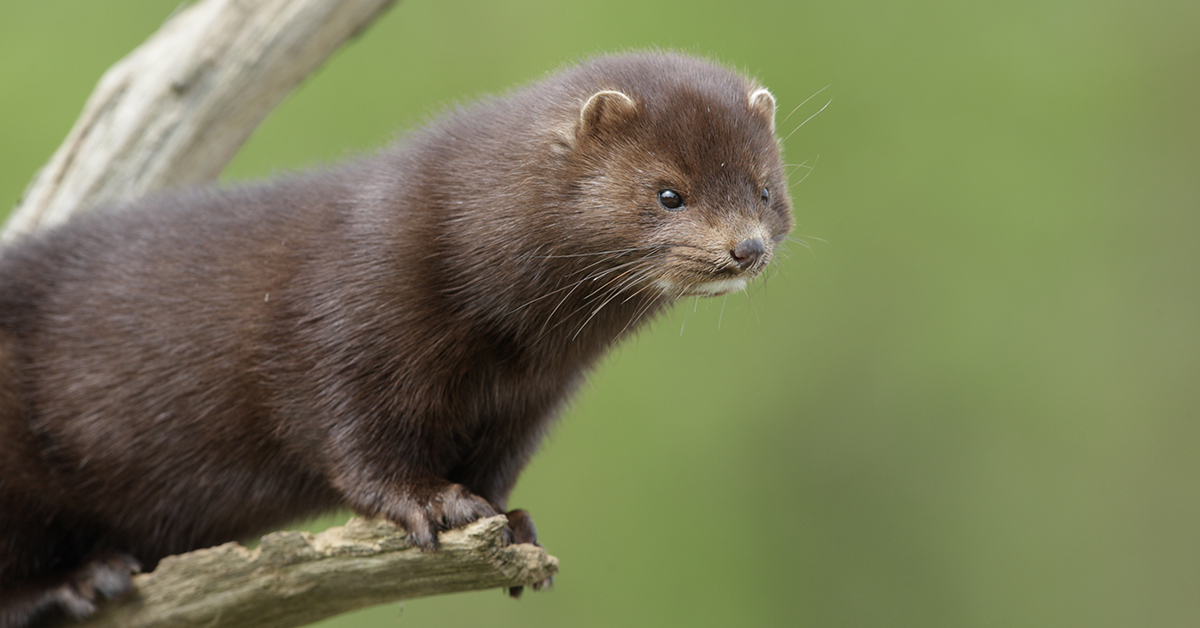 Animalia vaatii tuskallista kalojen hiilidioksiditainnutusta ...