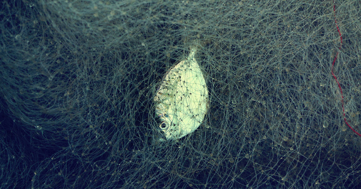 What does a fish feel and experience? | Animalia-media