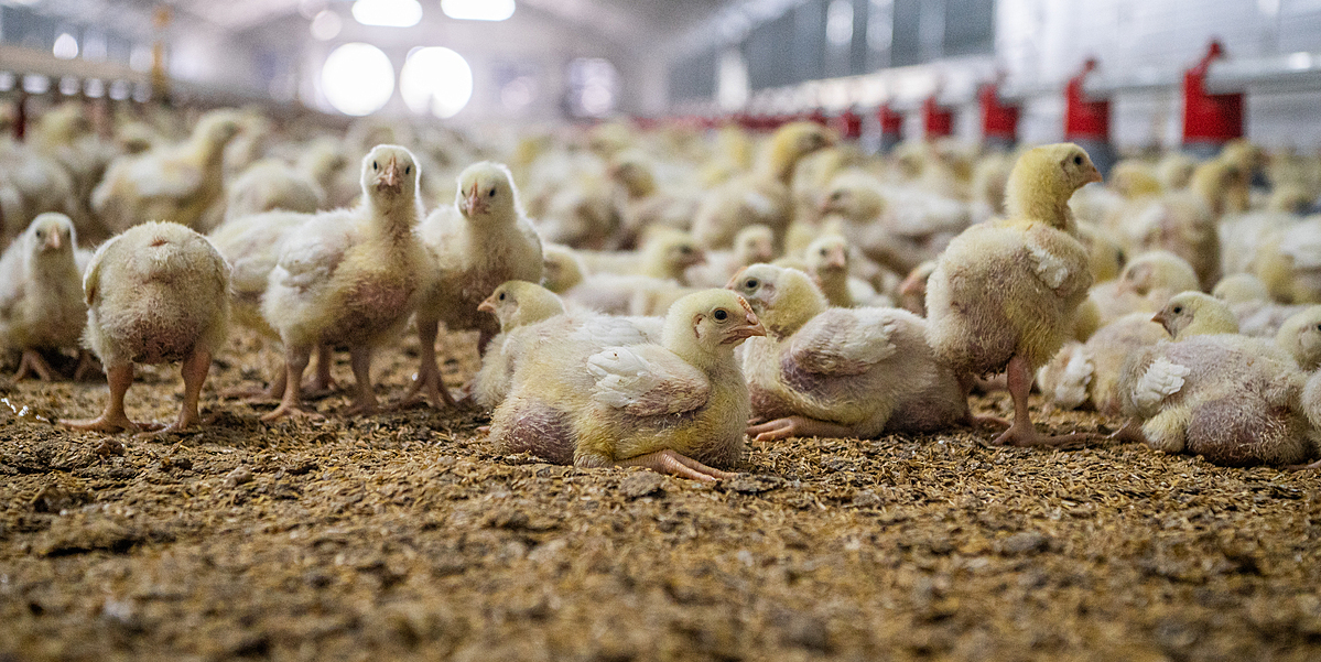 Broileri - tuote vai tunteva olento? | Animalia-media