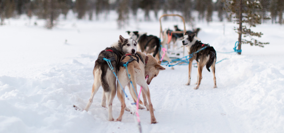 Heartless husky business | Animalia-media